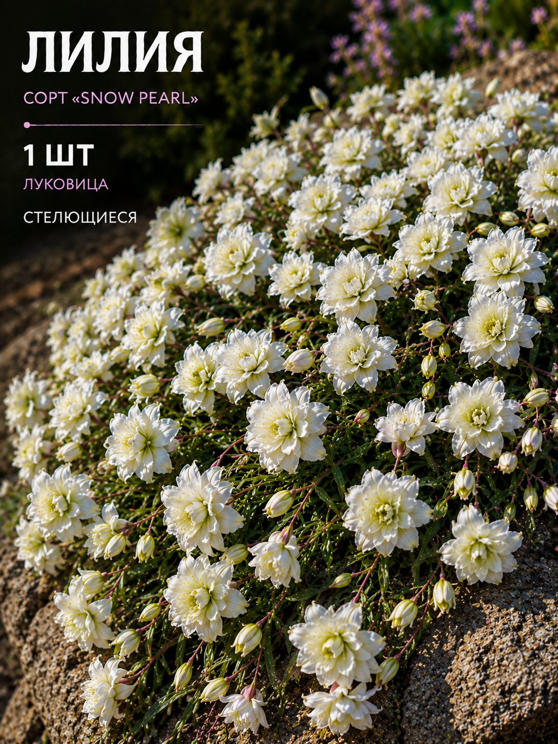 Лилии луковицы многолетние крупные 1шт