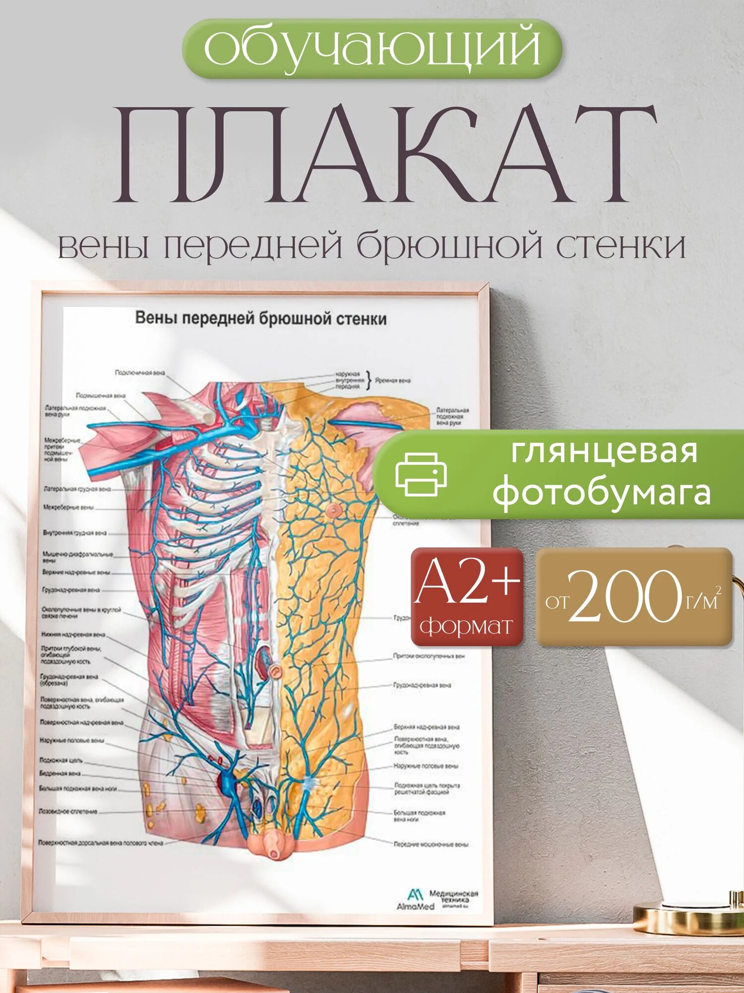 Обучающий плакат "Вены передней брюшной стенки", размер А2+, глянцевая фотобумага от 200г/м2