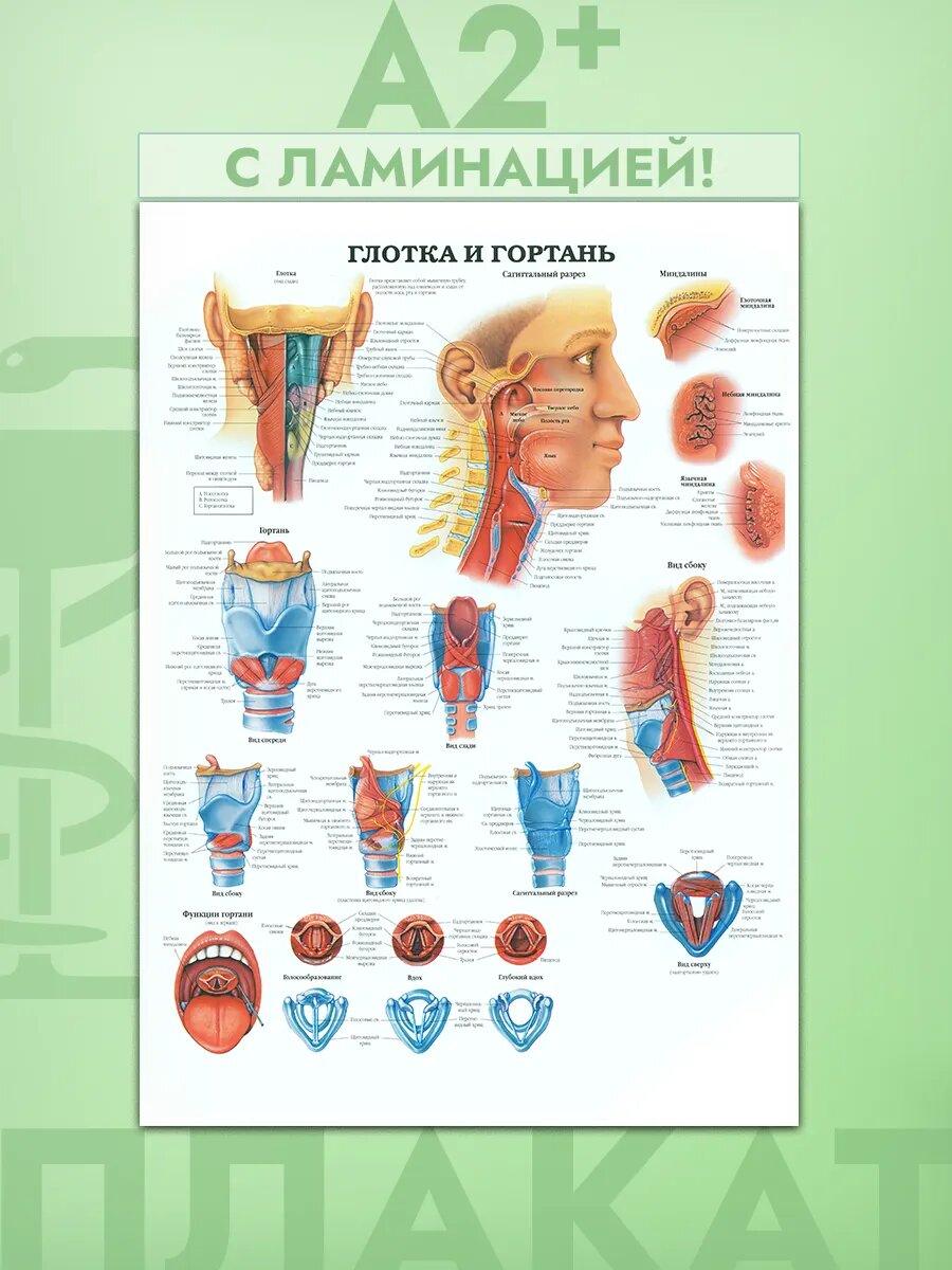 Постер А2 анатомия, глотка и гортань