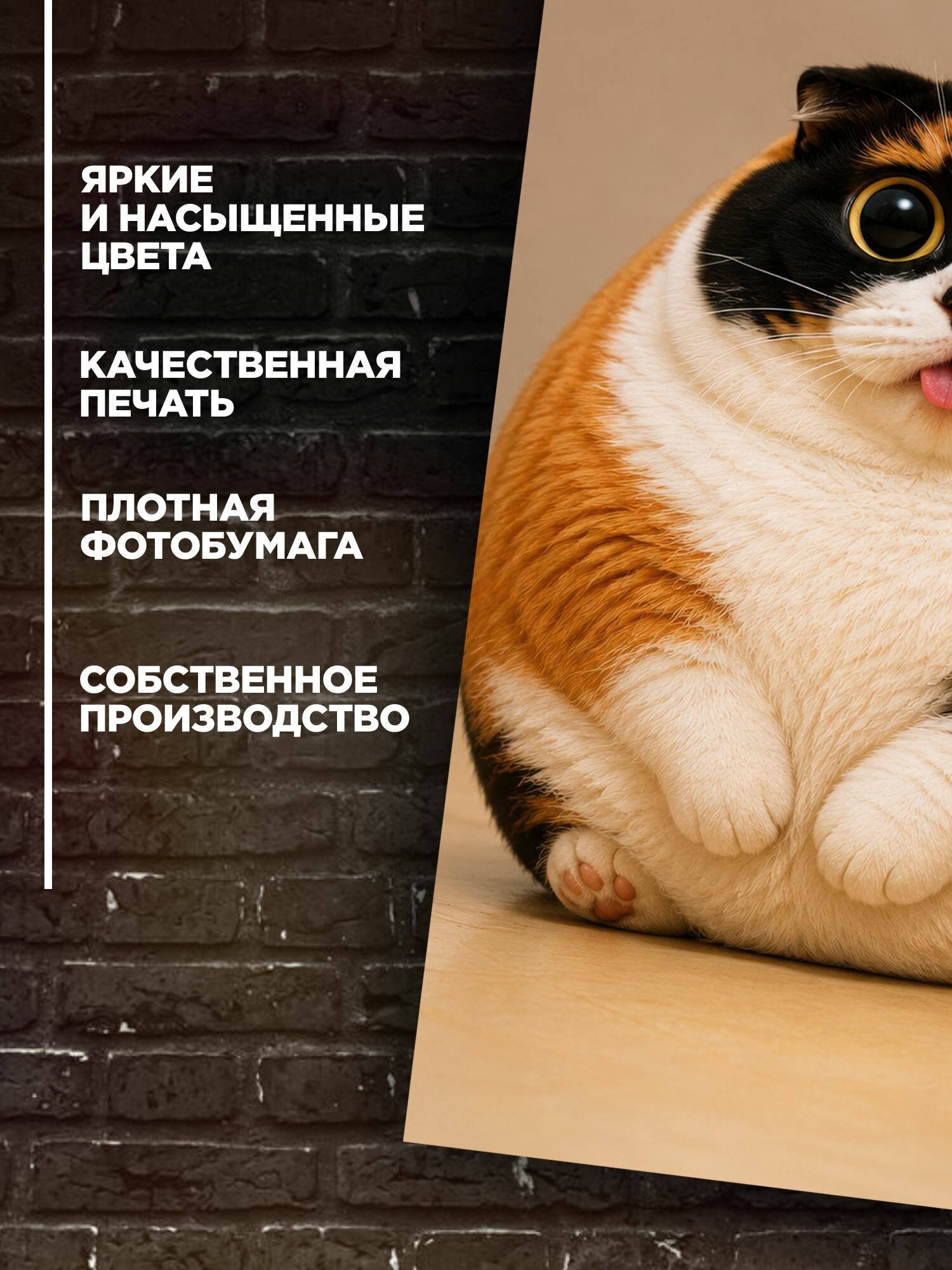 Постер на стену Котость мем — фото 1