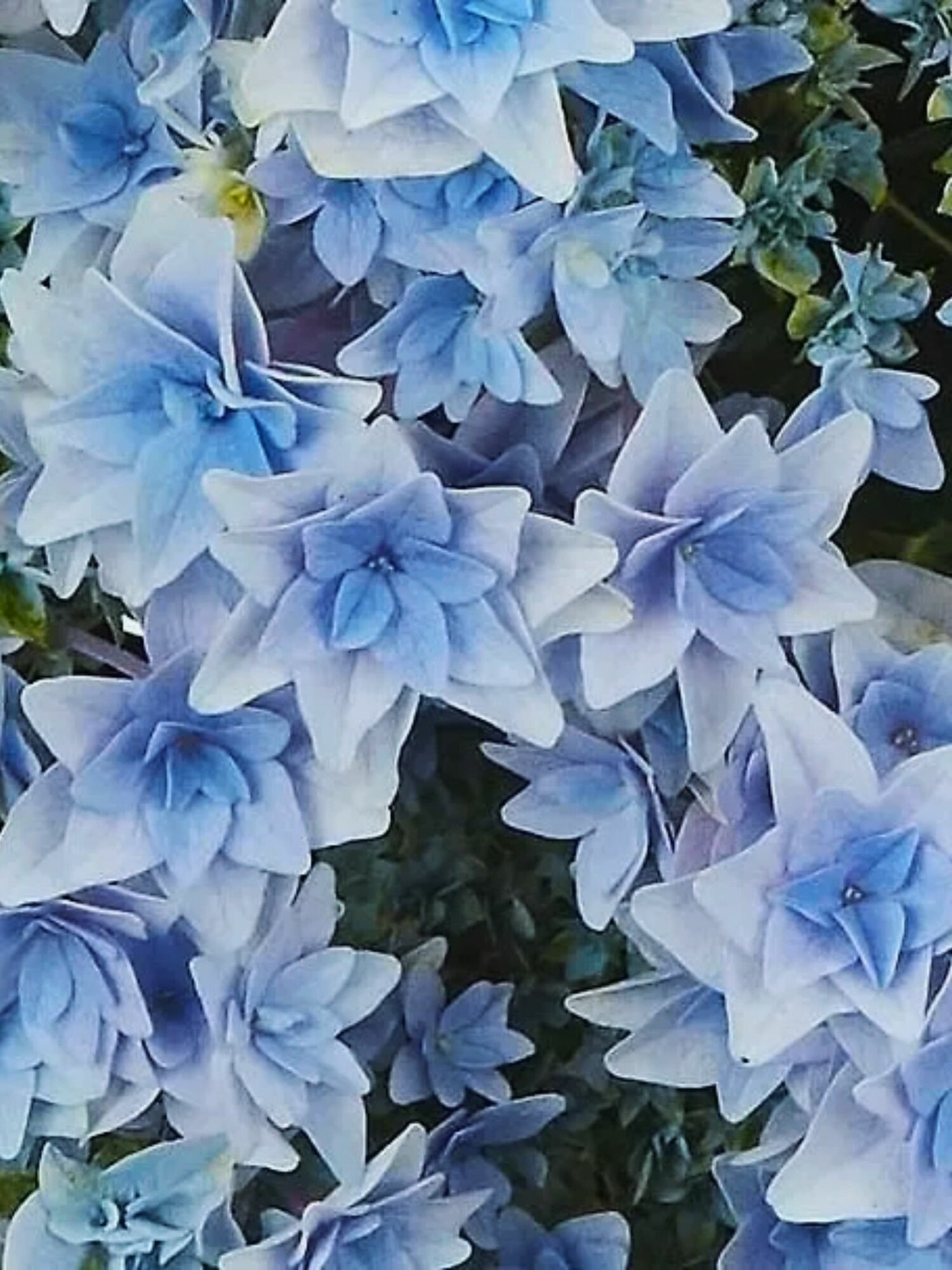 Гортензия крупнолистная Флория Блю саженец P9 0.5л Hydrangea macrophylla Floria Blue