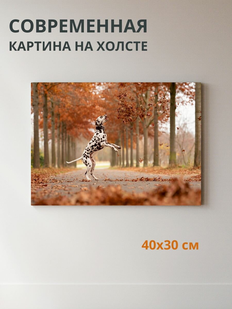 Картина на холсте Далматинец 40x30 см