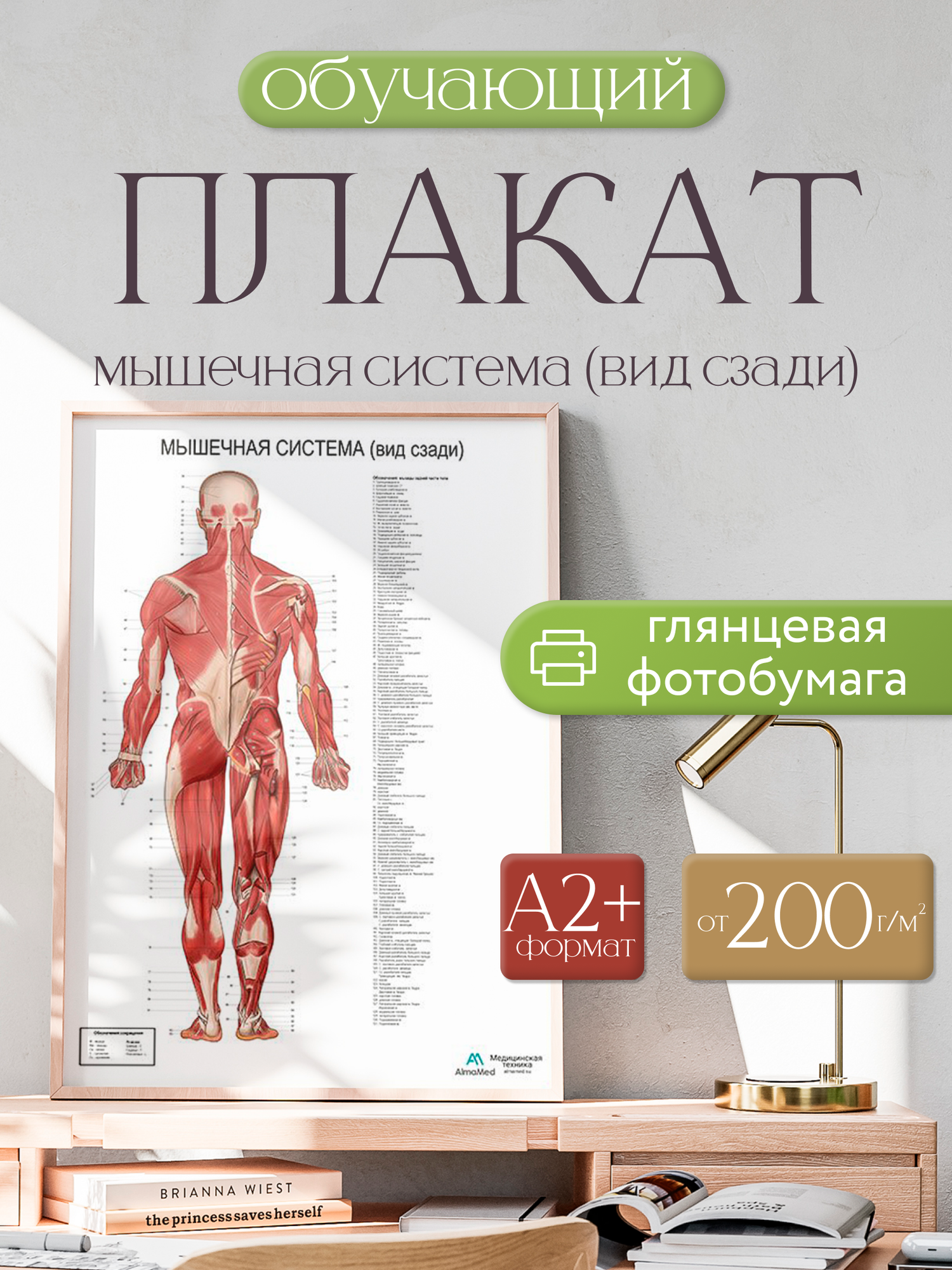 Мышечная система человека, вид сзади. Плакат, глянцевая фотобумага от 200 г/кв. м, размер A2+