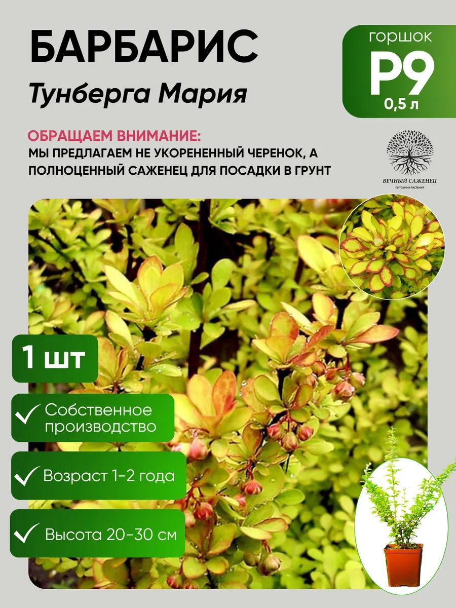 Барбарис Тунберга Мария, саженец для сада и дачи, декоративное растение для посадки