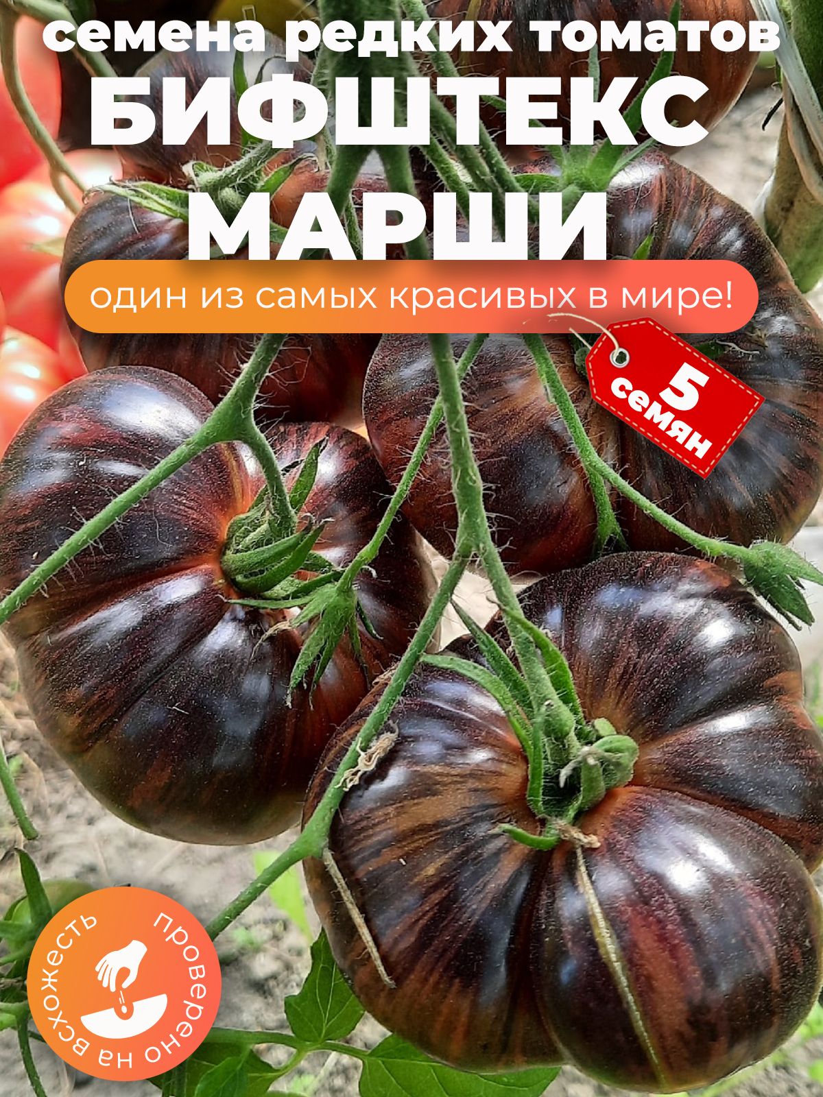 Семена антоцианового томата Бифштекс Марши для теплиц