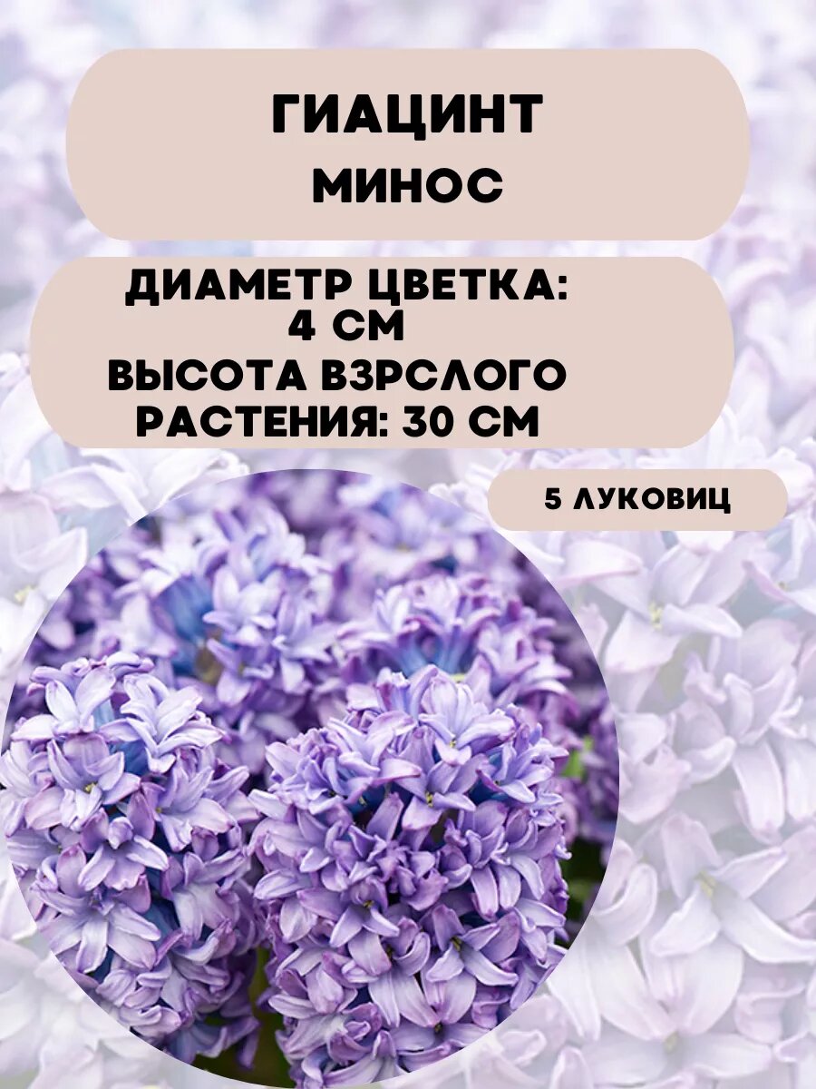 Луковицы гиацинта /Гиацинт махровый