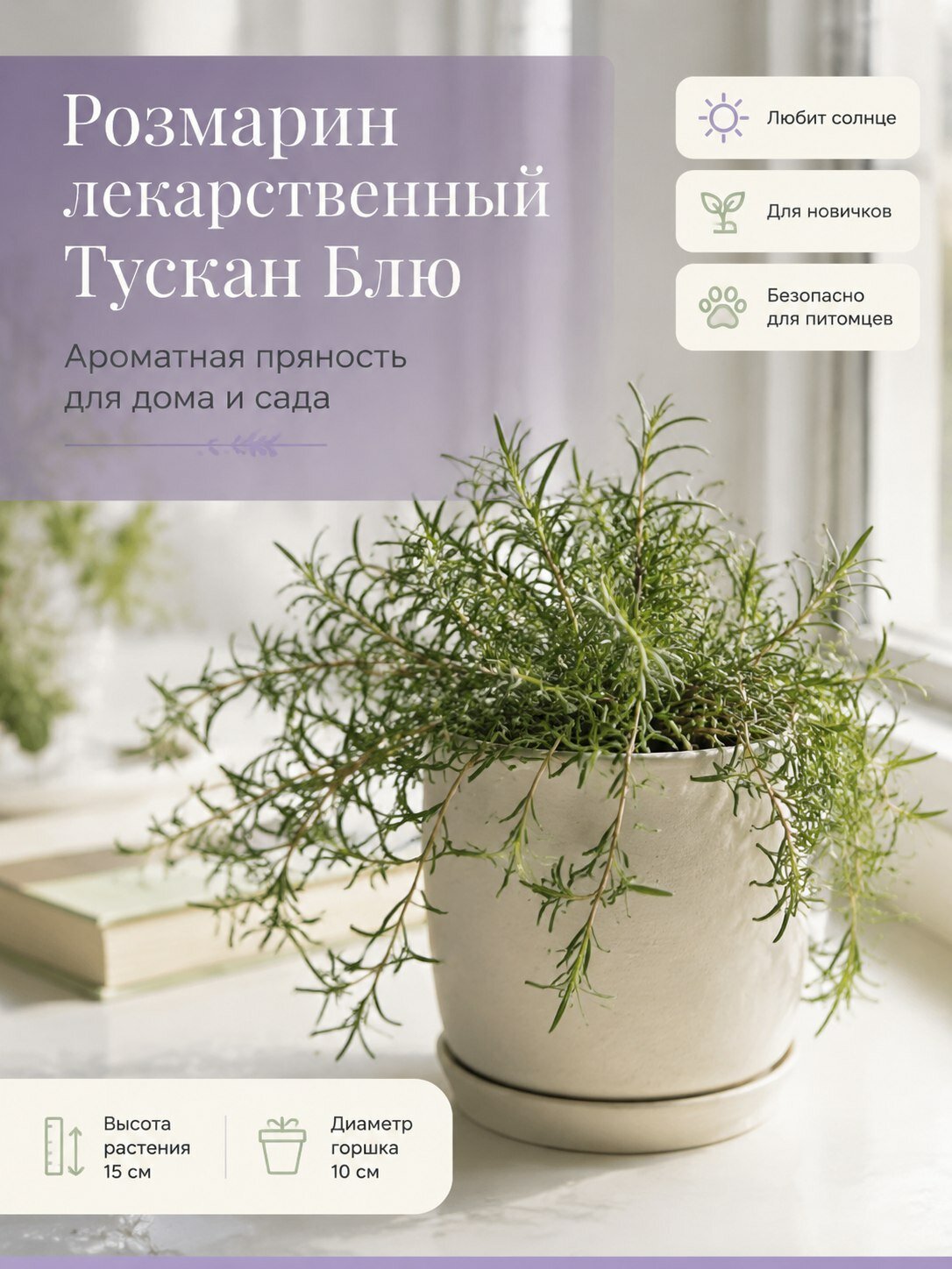 Розмарин лекарственный Тускан Блю ароматное пряное растение для дома и сада Живое растение в транспортировочном горшке