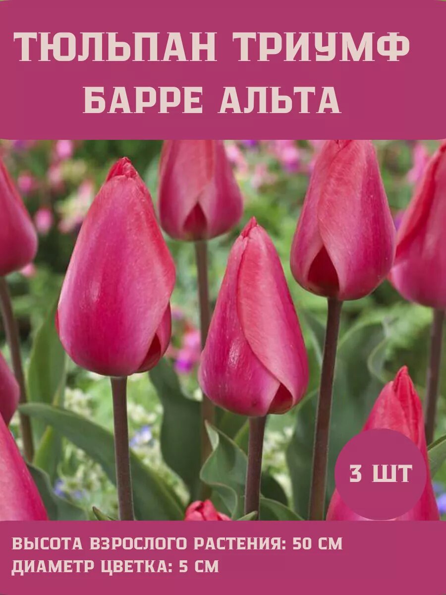 Тюльпан махровый лилиецветковый попугайный