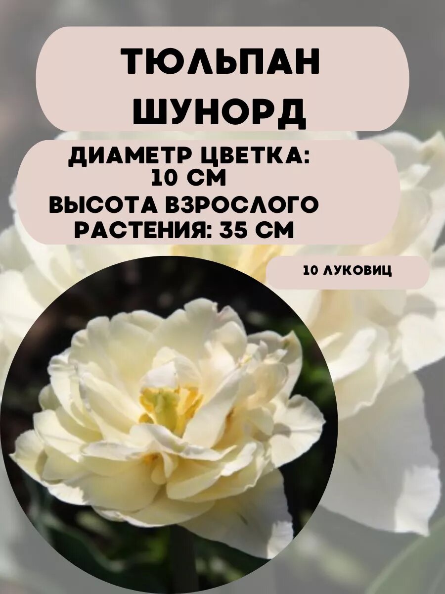 Луковицы тюльпана попугайный триумф