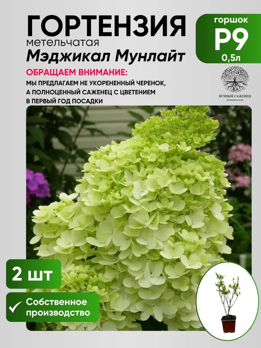 Гортензия метельчатая Мэджикал Мунлайт, 2 саженца для сада и дачи, декоративные растения для посадки