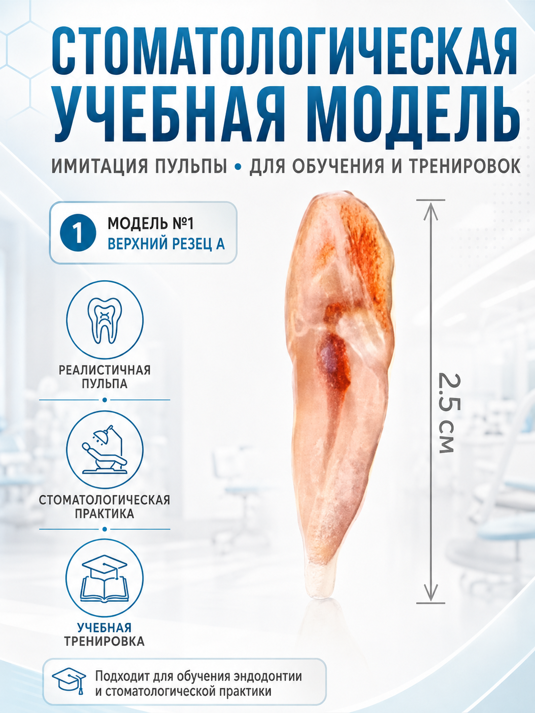 Учебная модель зуба с визуализацией корневых каналов, прозрачный полимер, тренажер для эндодонтической практики,