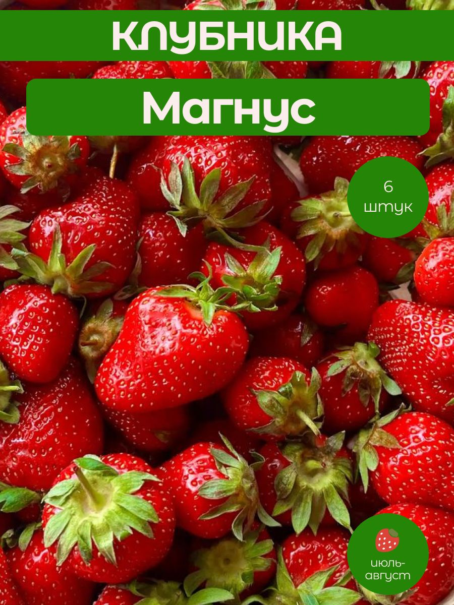 Клубника Магнус 6 штук