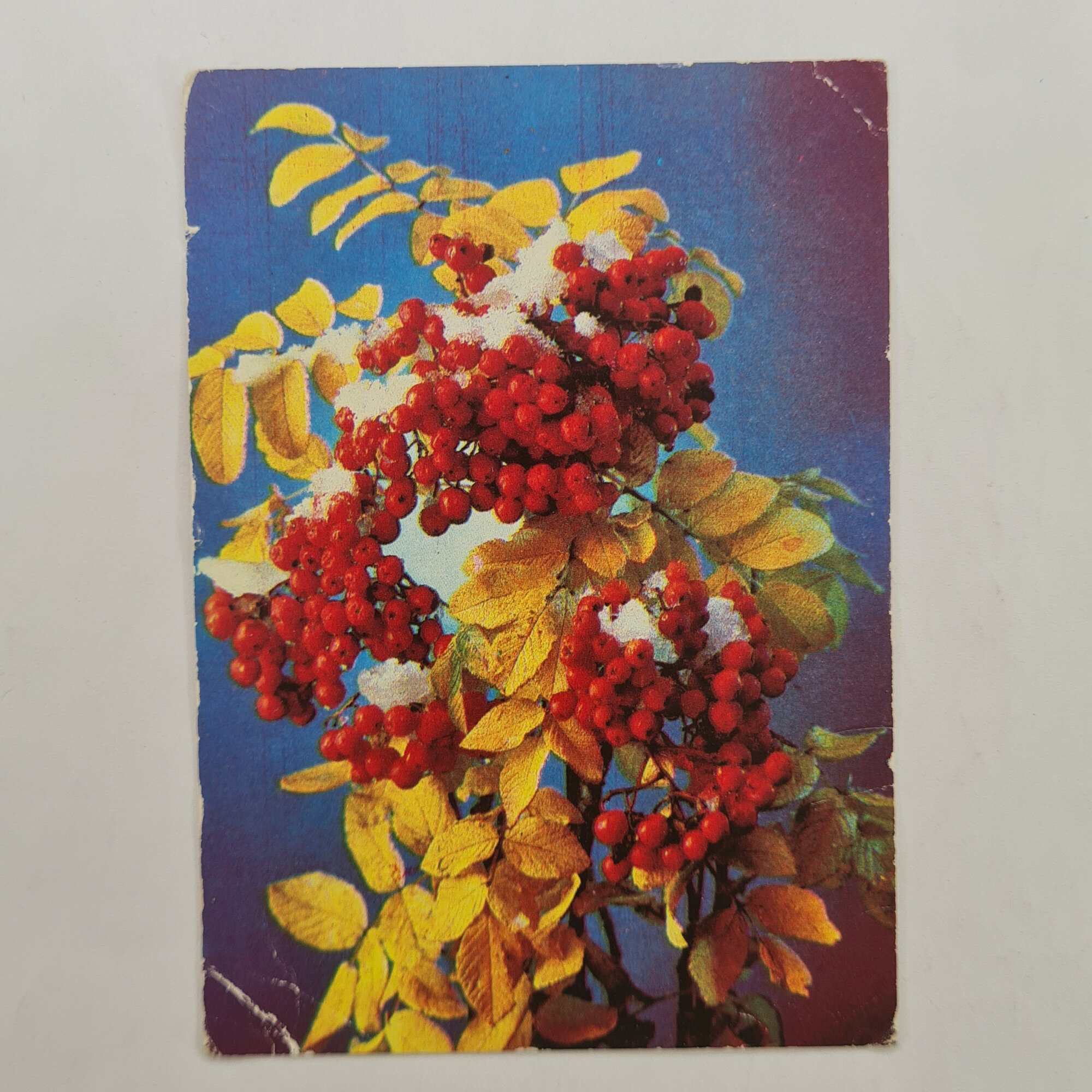 Карманный календарик 1992. Красивые рябины на фоне снега. Календарь винтажный