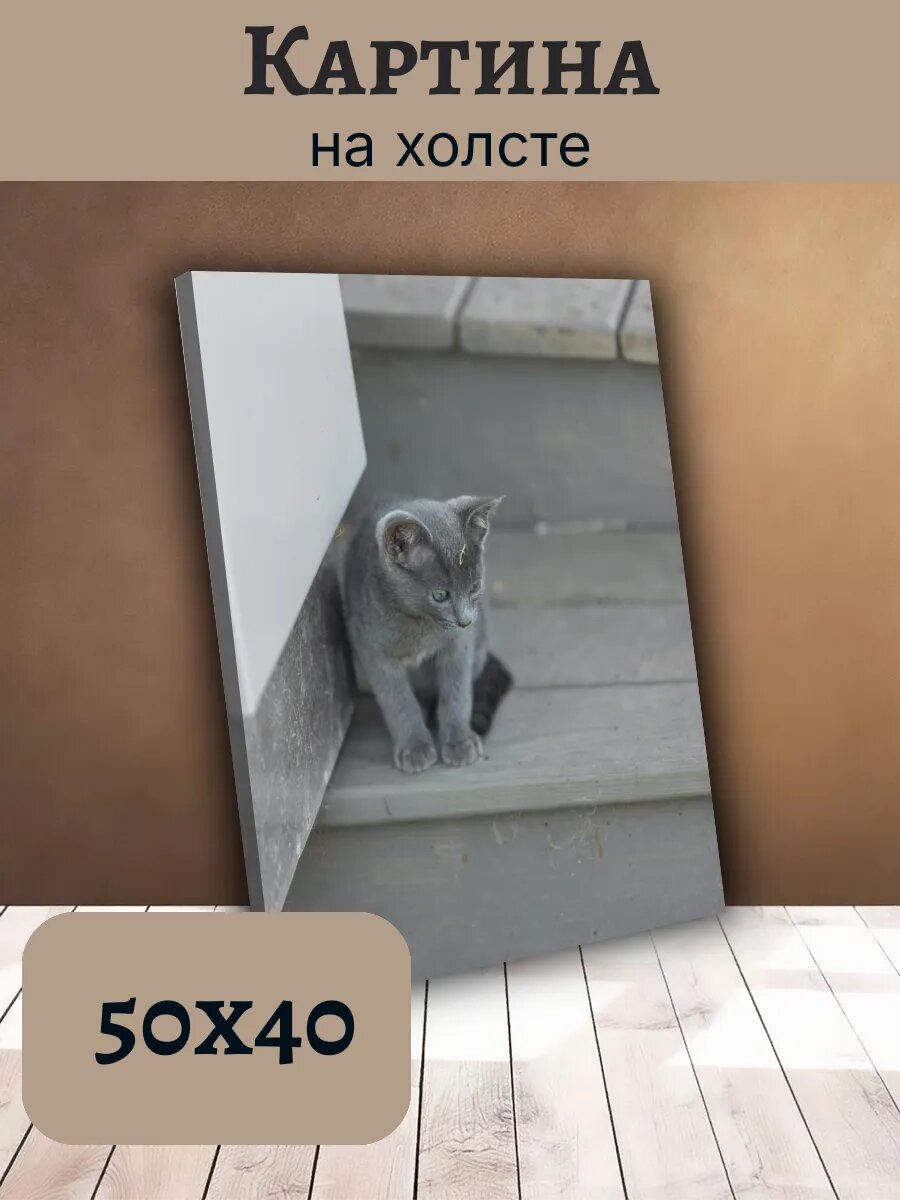 Картина Постер Кот Кошка Cat 40x50 серый котенок