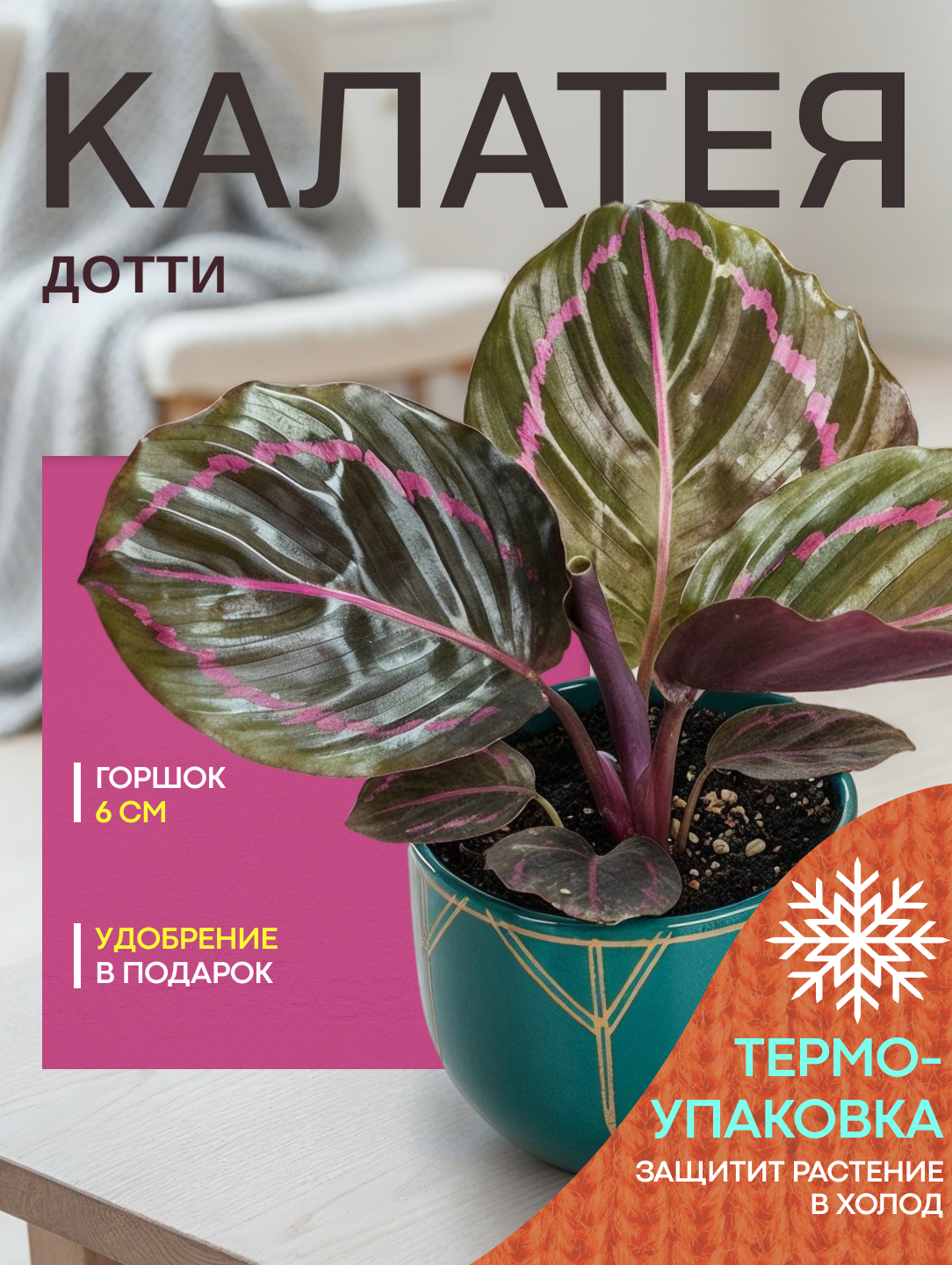 Калатея Дотти Живое комнатное растение