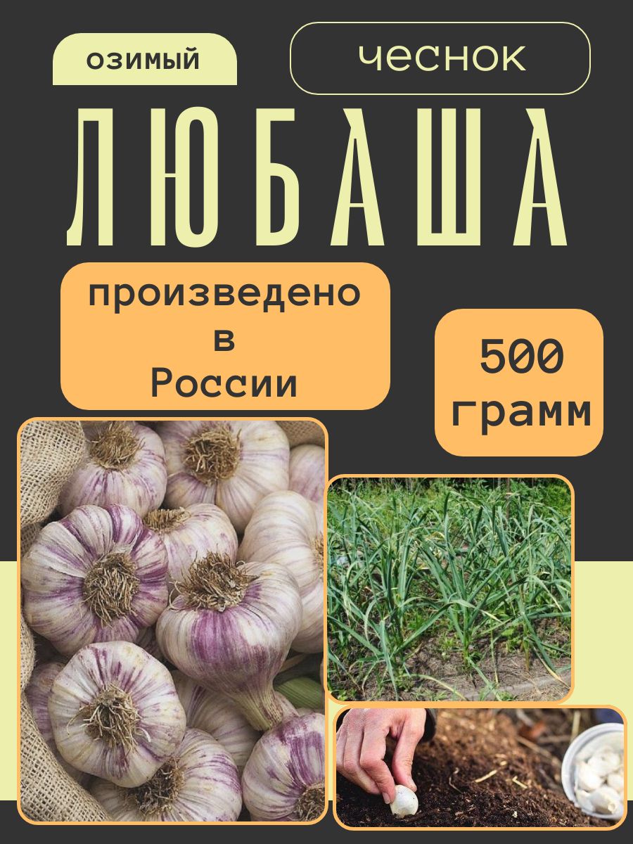 Чеснок сорт Любаша, очень крупный, суперурожайный, озимый, 500гр