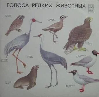 Голоса Редких Животных / Voices Of Rare Animals