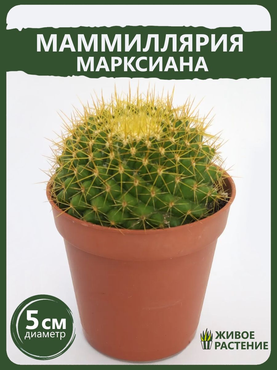 Кактус Маммиллярия Марксиана, D-5