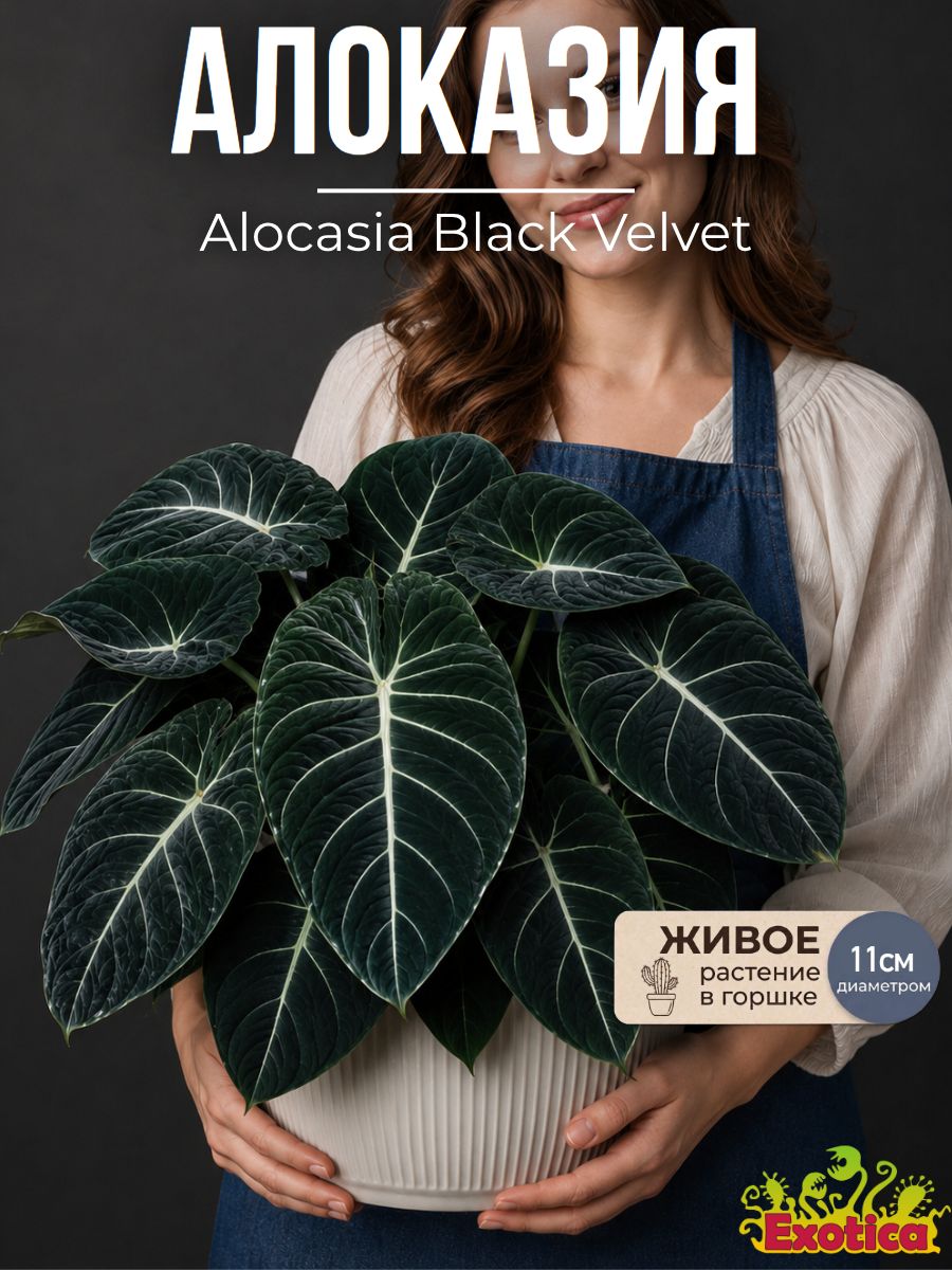 Алоказия Блэк Вельвет (Alocasia Black Velvet) D11см, растение в горшке