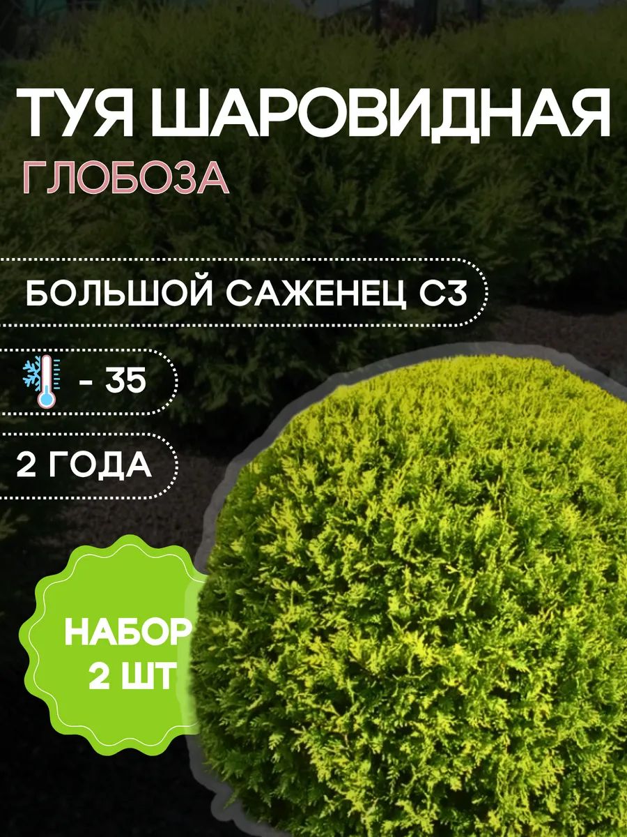 Садовая Туя Глобоза шаровидная, саженец