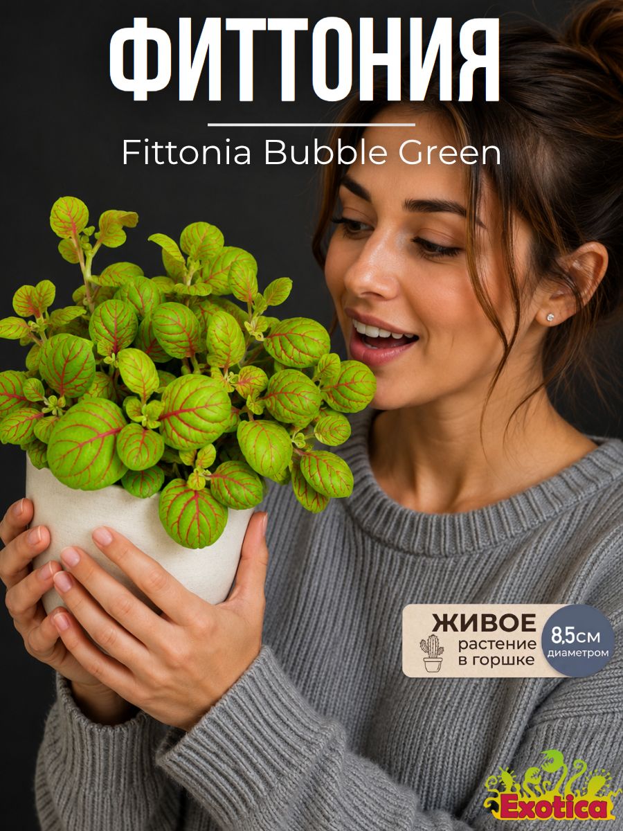 Фиттония Баббл Грин (Fittonia Bubble Green) D8,5см, комнатный цветок