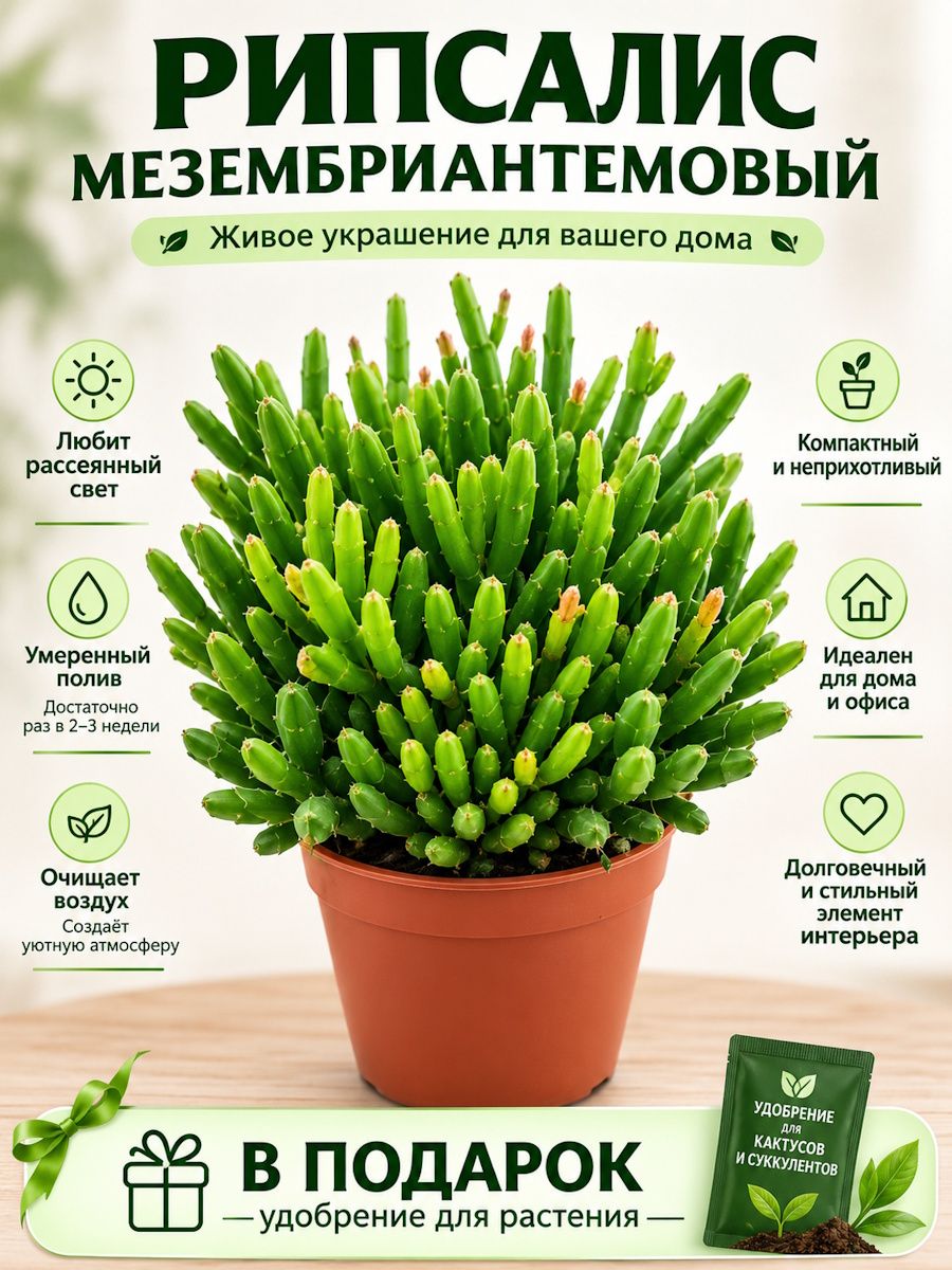 Рипсалис Мезембриантемовый, суккулент живой, D-5 и удобрение