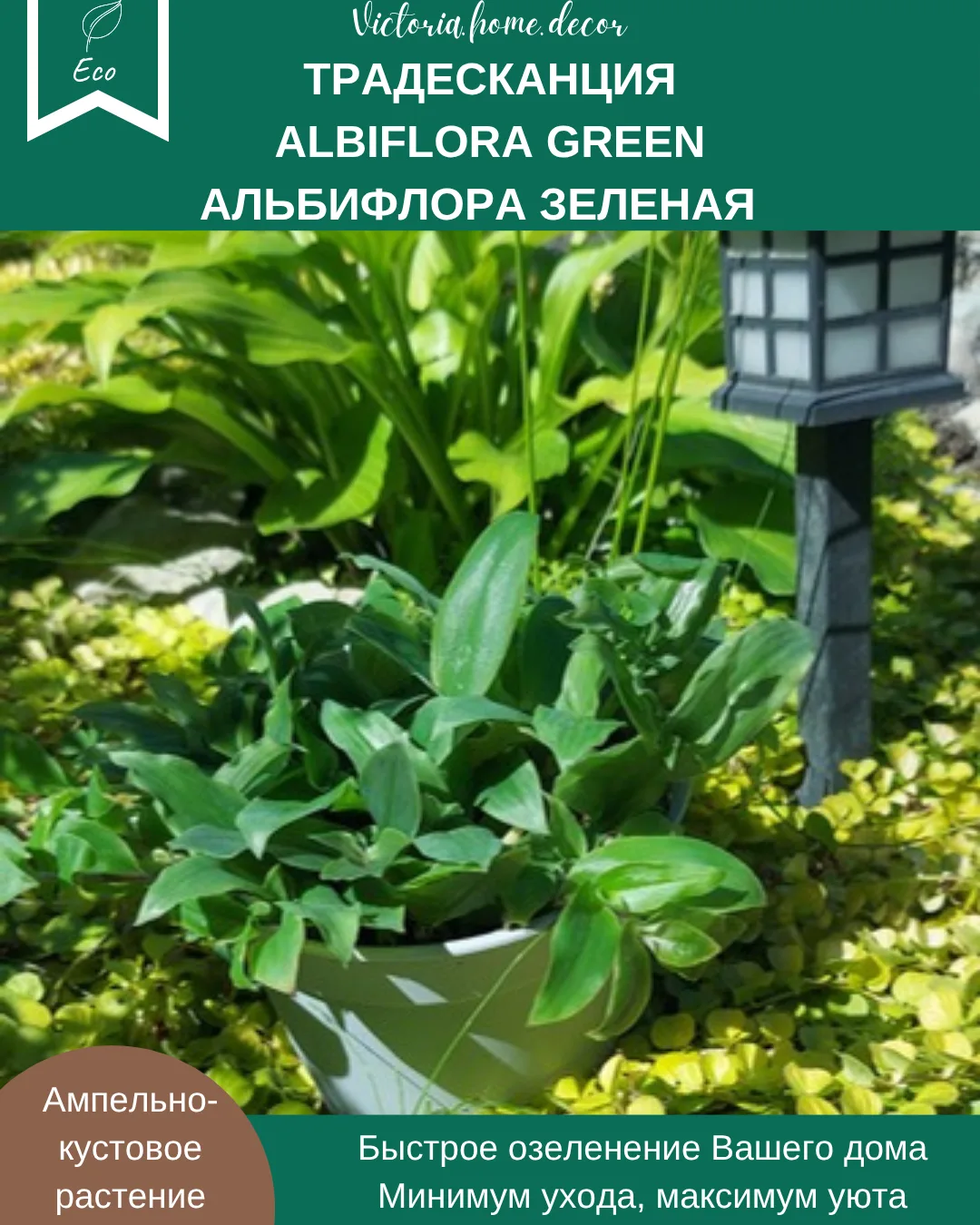 Традесканция Albiflora Green / Альбифлора Зеленая - растение с быстрым ростом