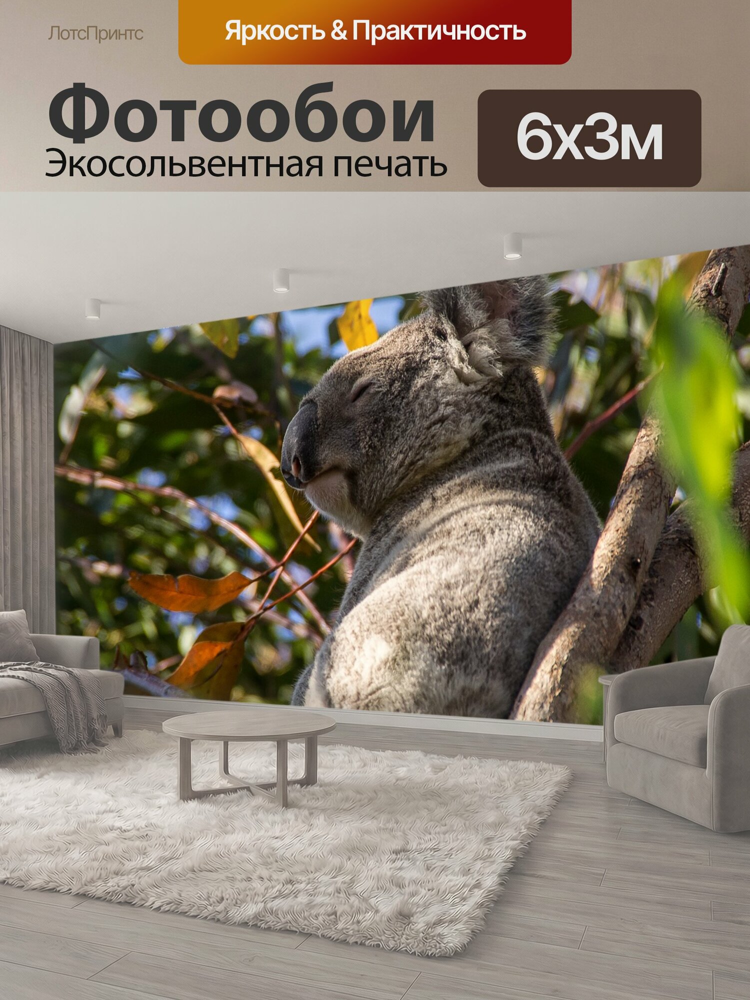 Фотообои "Коала, нести, австралия" 600x300 см. экосольвентная печать