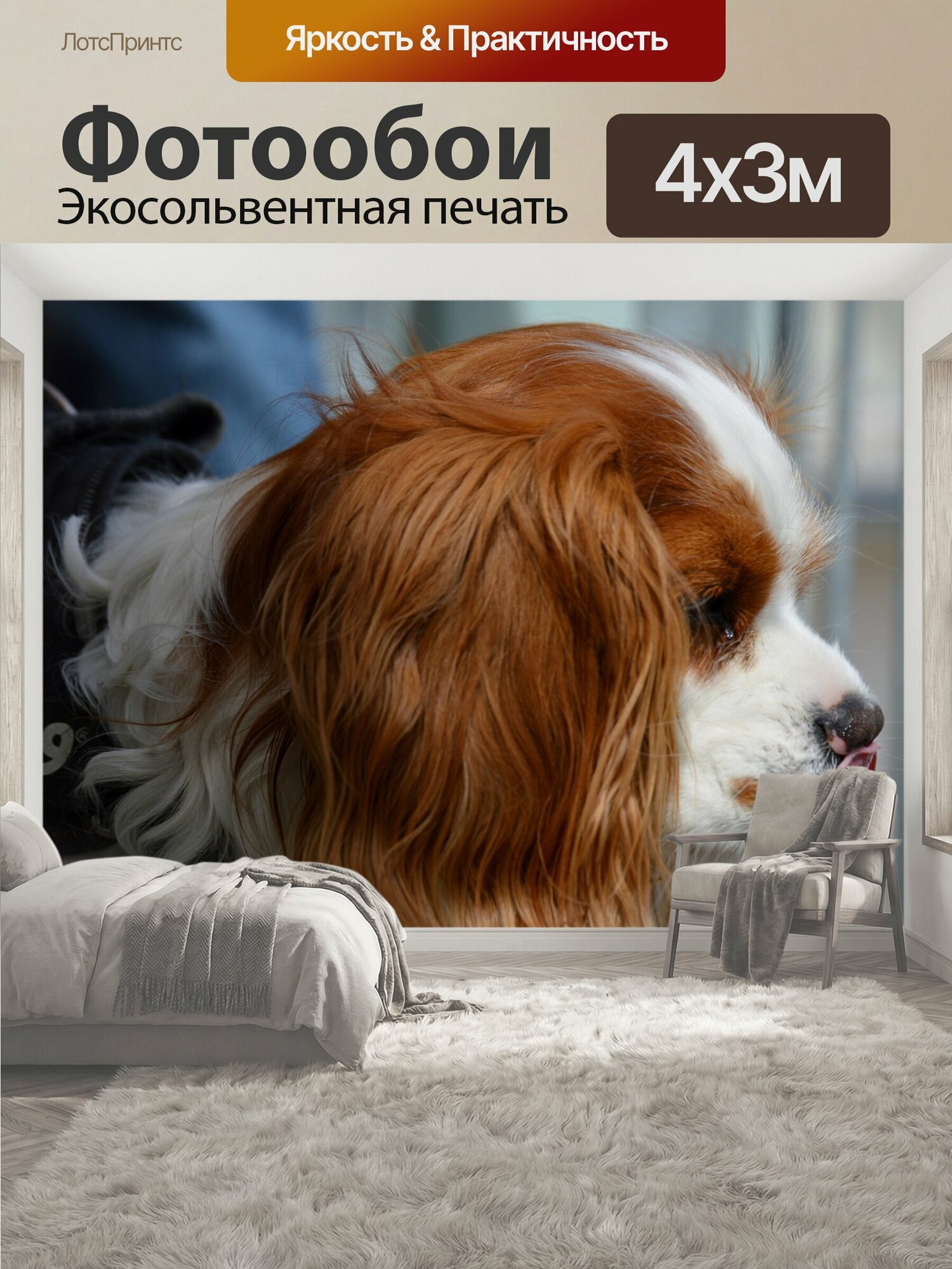 Фотообои "Собака, кавалер кинг чарльз спаниель, веселая" 400x300 см. экосольвентная печать