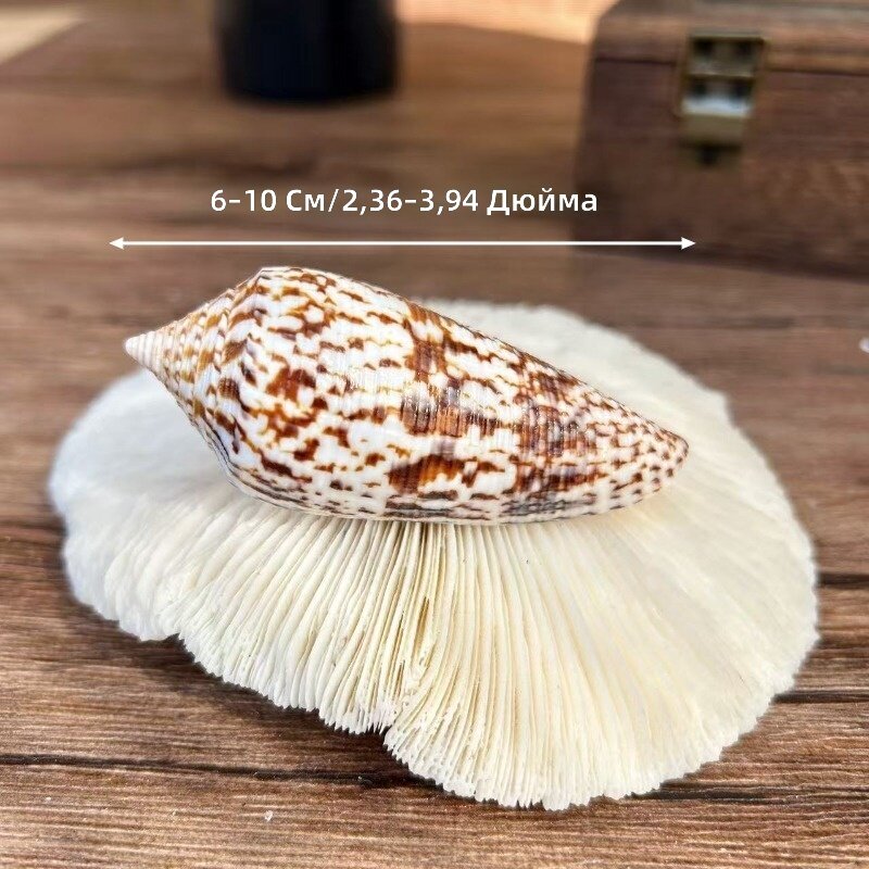 Ракушка морской улитки конусовидной формы 1 шт. — декор для аквариума, замена панциря для краба-отшельника, украшение интерьера в морском стиле