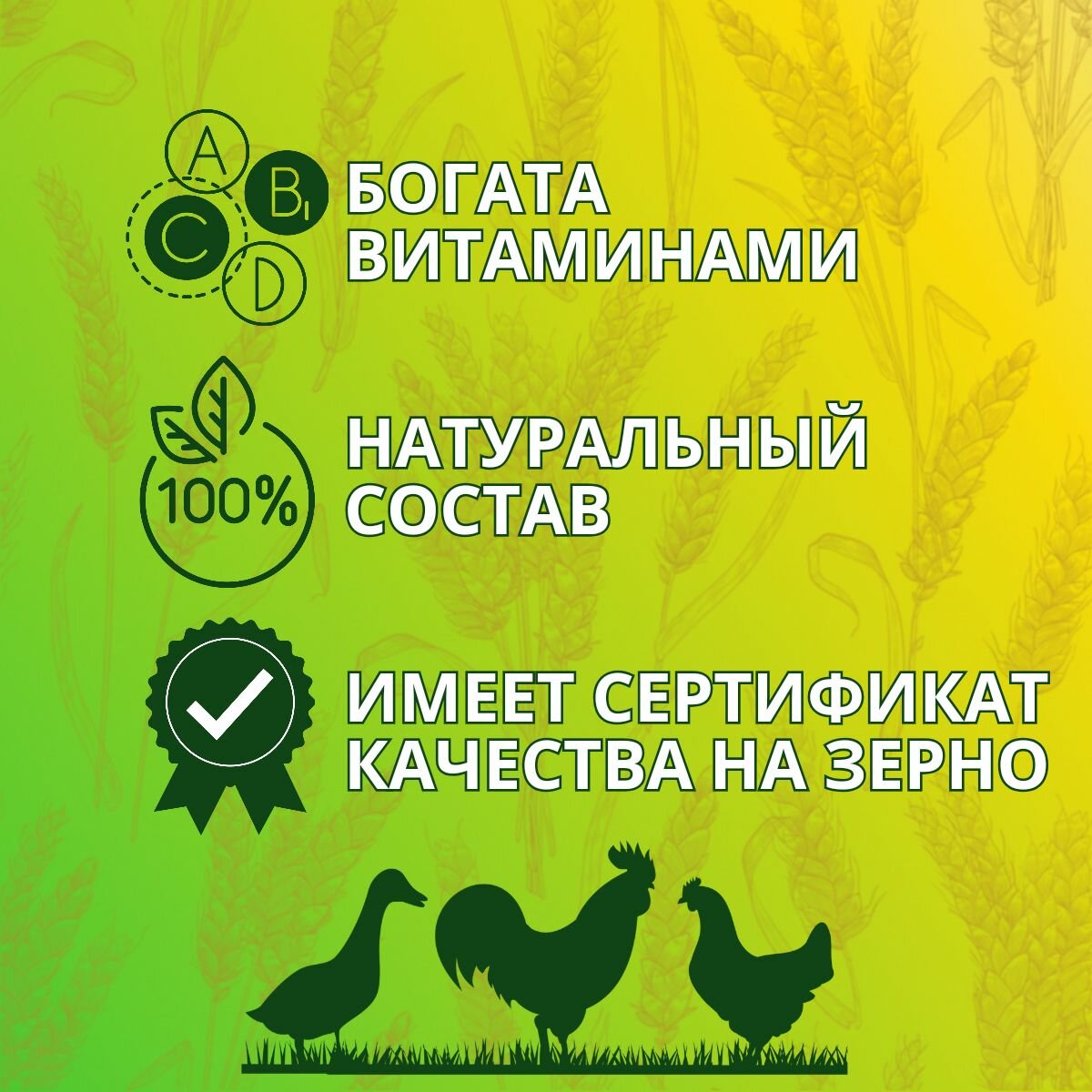 Пшеница 5кг. зерно — фото 1
