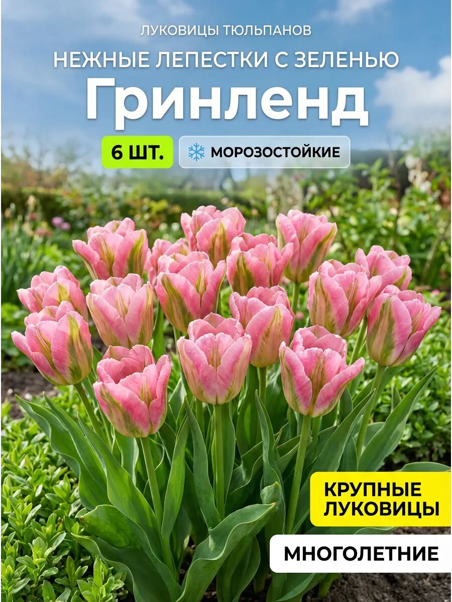 Луковицы тюльпанов на посадку Гринленд
