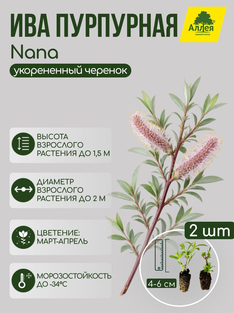 Ива пурпурная Nana укорененный черенок, 2 шт.