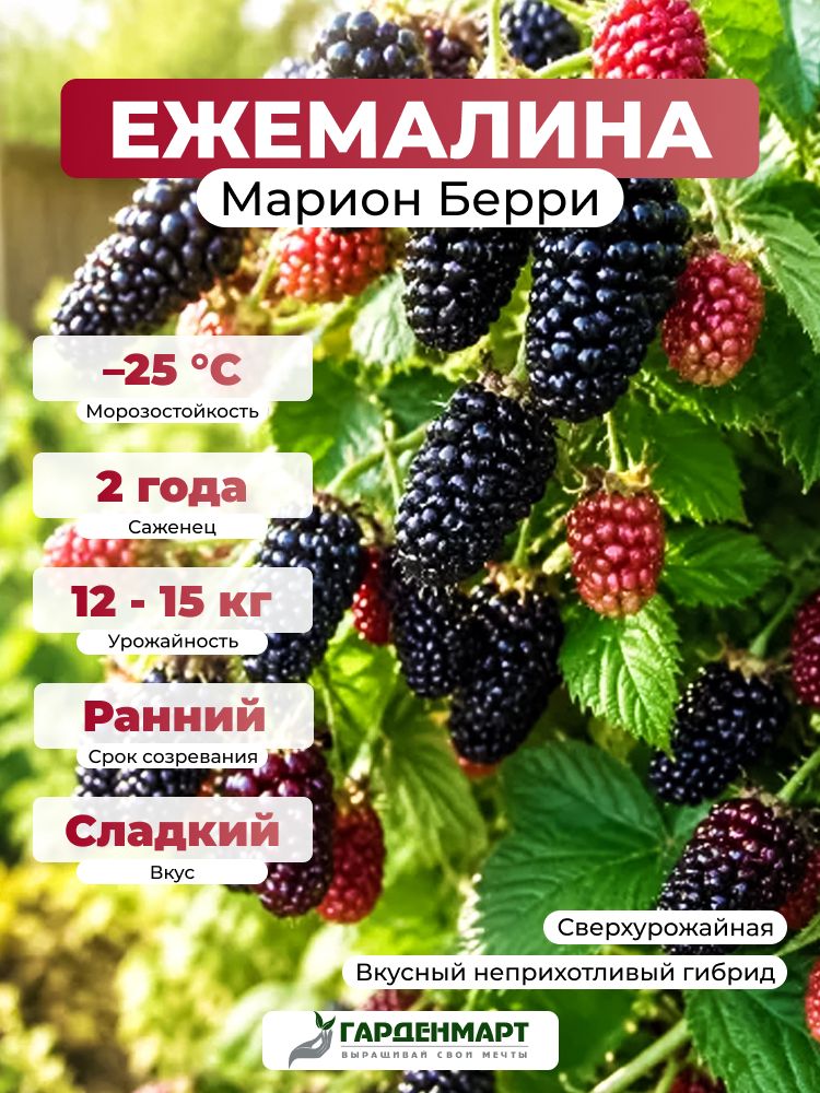 Саженец Ежемалина сверхурожайная Марион Берри
