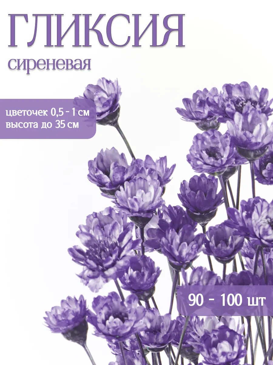 Сухоцвет - Гликсия сиреневая 100 шт, высота до 35 см, сухоцветы для маленькой вазы "elka.bio"
