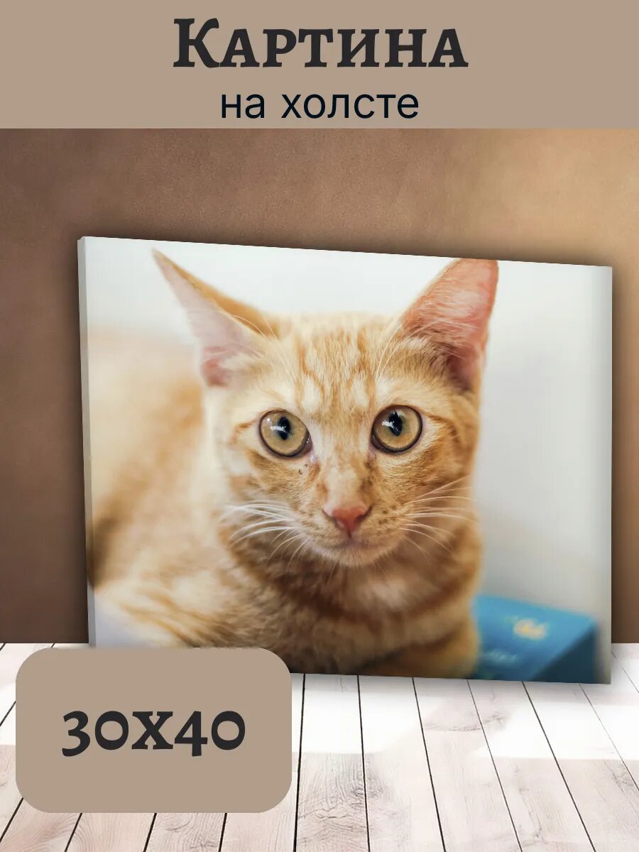 Картина Кот Кошка Cat 30x40 рыжий полосатый котенок портрет