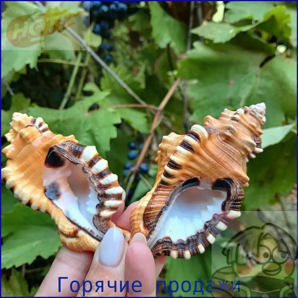 Чёрнопятнистый тритон 2шт/Ракушка морская, натуральная/ Циматиум лоториум66