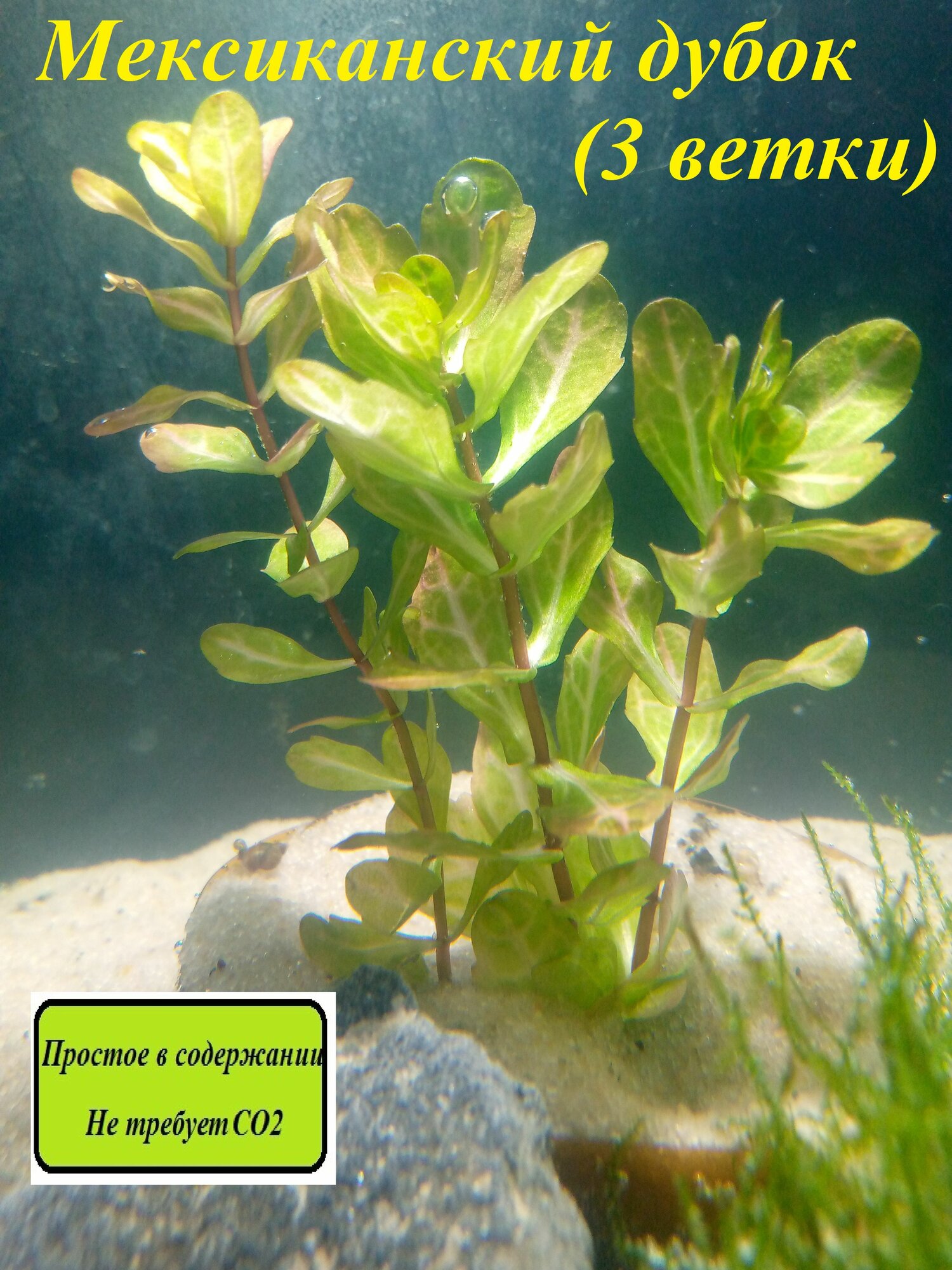 Мексиканский дубок (3 ветки) (Shinnersia rivularis) Аквариумное растение