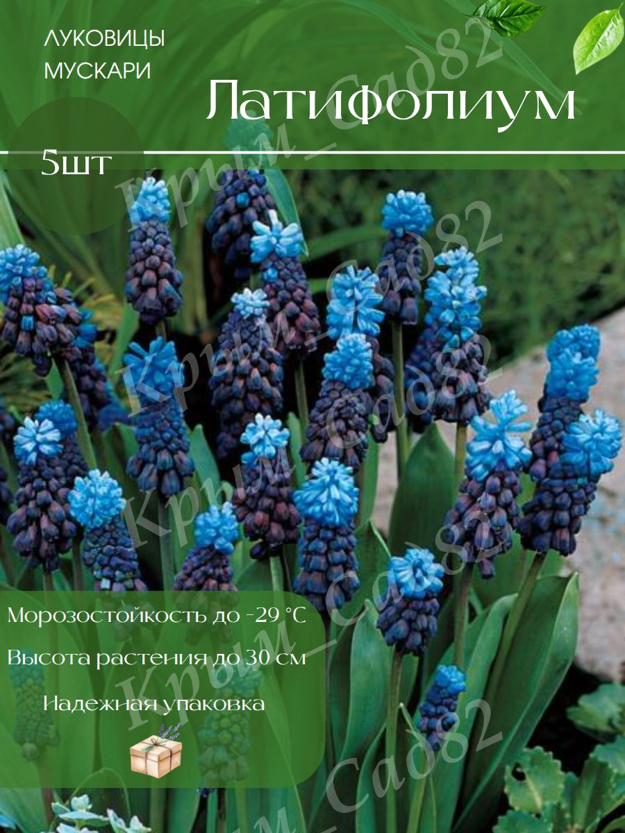 Луковицы Мускари Латифолиум