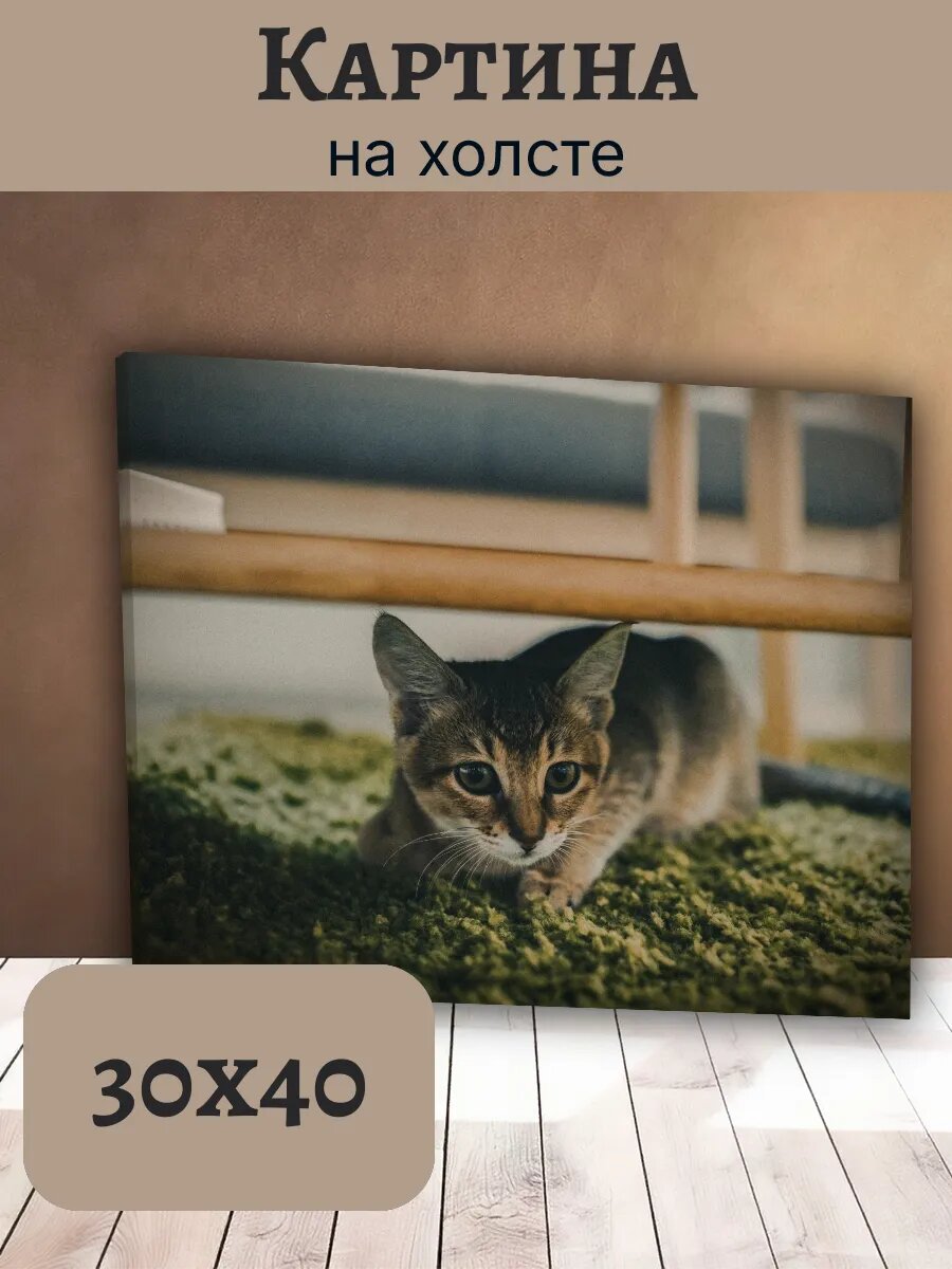 Картина Кот Кошка Cat 30x40 полосатый котенок на зеленом