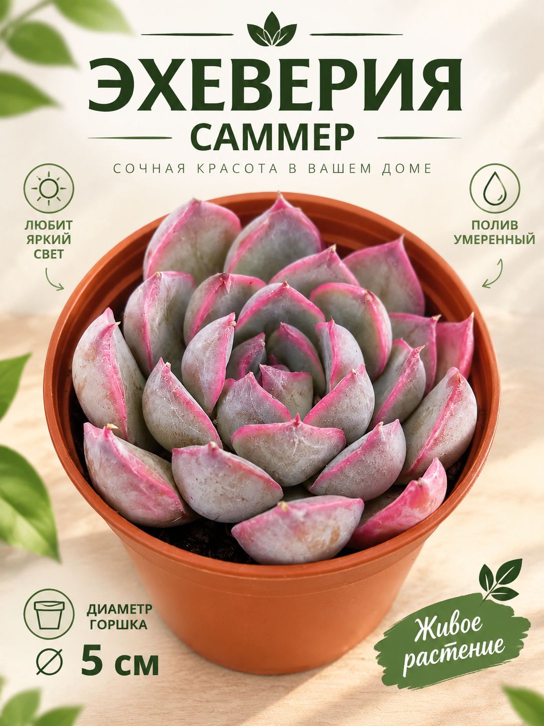 Эхеверия живая Саммер (Echeveria), живое растение, D-5 живое растение