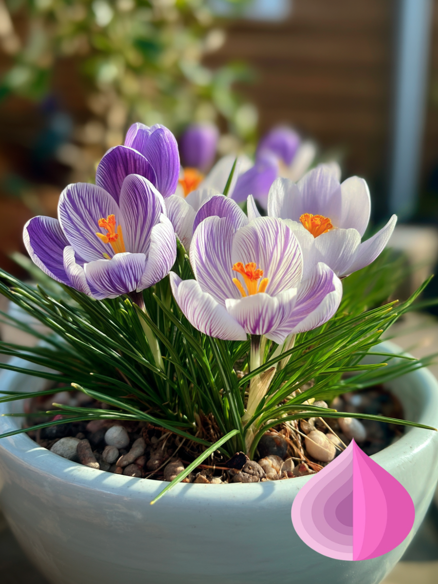 Луковицы цветов, bulbs servise, Крокус страйпед берд (5 штук)