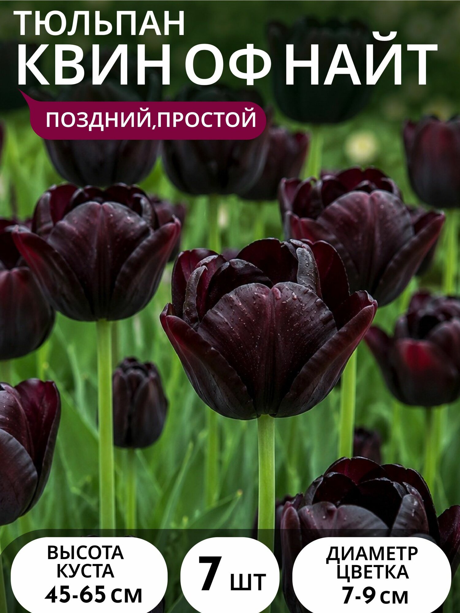 Тюльпаны черные, многолетние , луковицы "Квин Оф Найт" -7 шт.