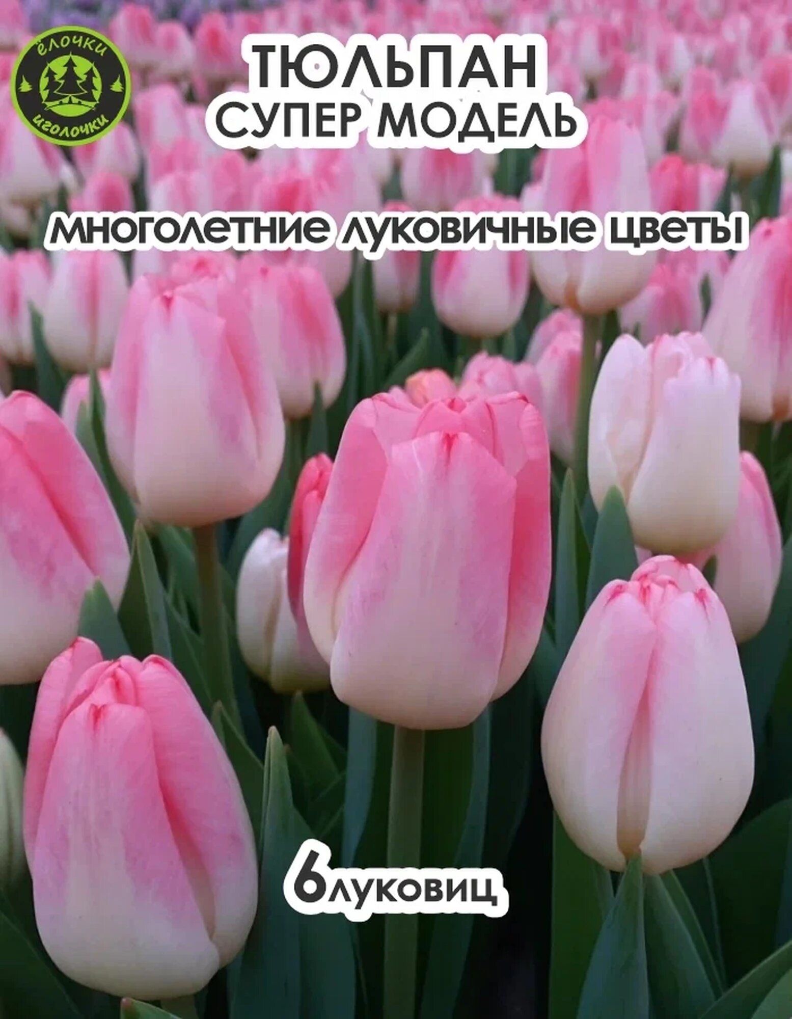 Тюльпан Луковица, Супермодель, 6 шт