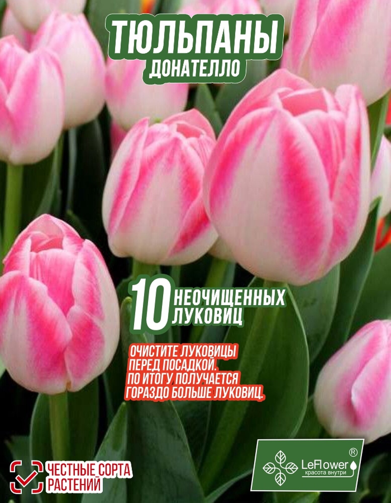 Тюльпан донателло10