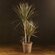 Комнатное растение LuxuryPlants Драцена Маргината Биколор 3ст 100/21