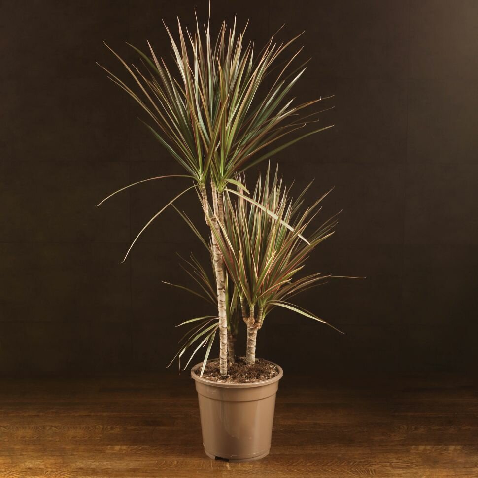 Комнатное растение LuxuryPlants Драцена Маргината Биколор 3ст 100/21