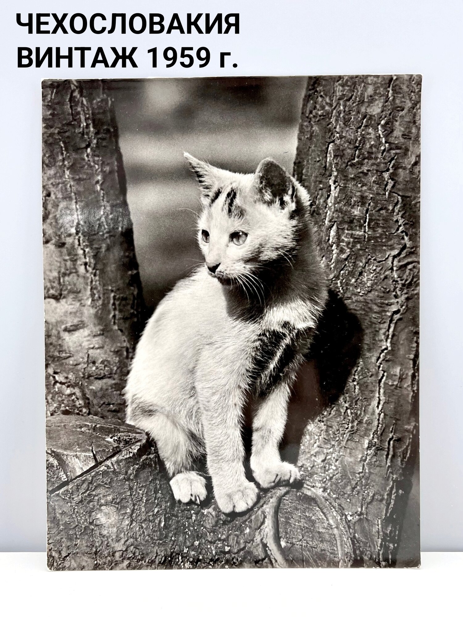 Винтажная фотография "Кошка № 8". Авт. Эрих Тылинек. Изд. Artia. Чехословакия, 1959 г.