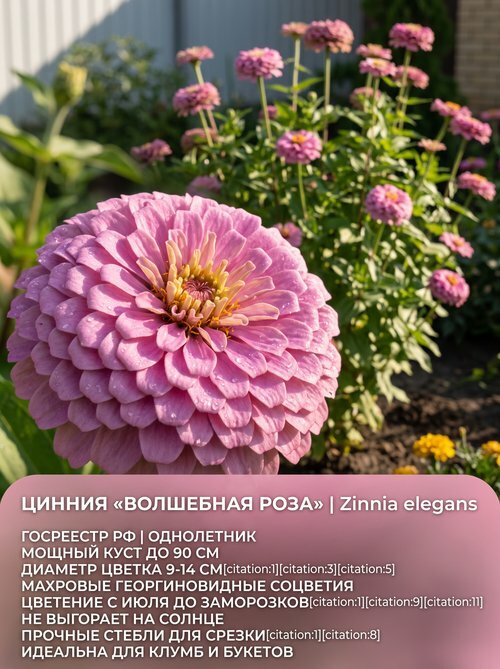 Семена Цинния Волшебная Роза, георгиноцветная, розовая, 0.2 г