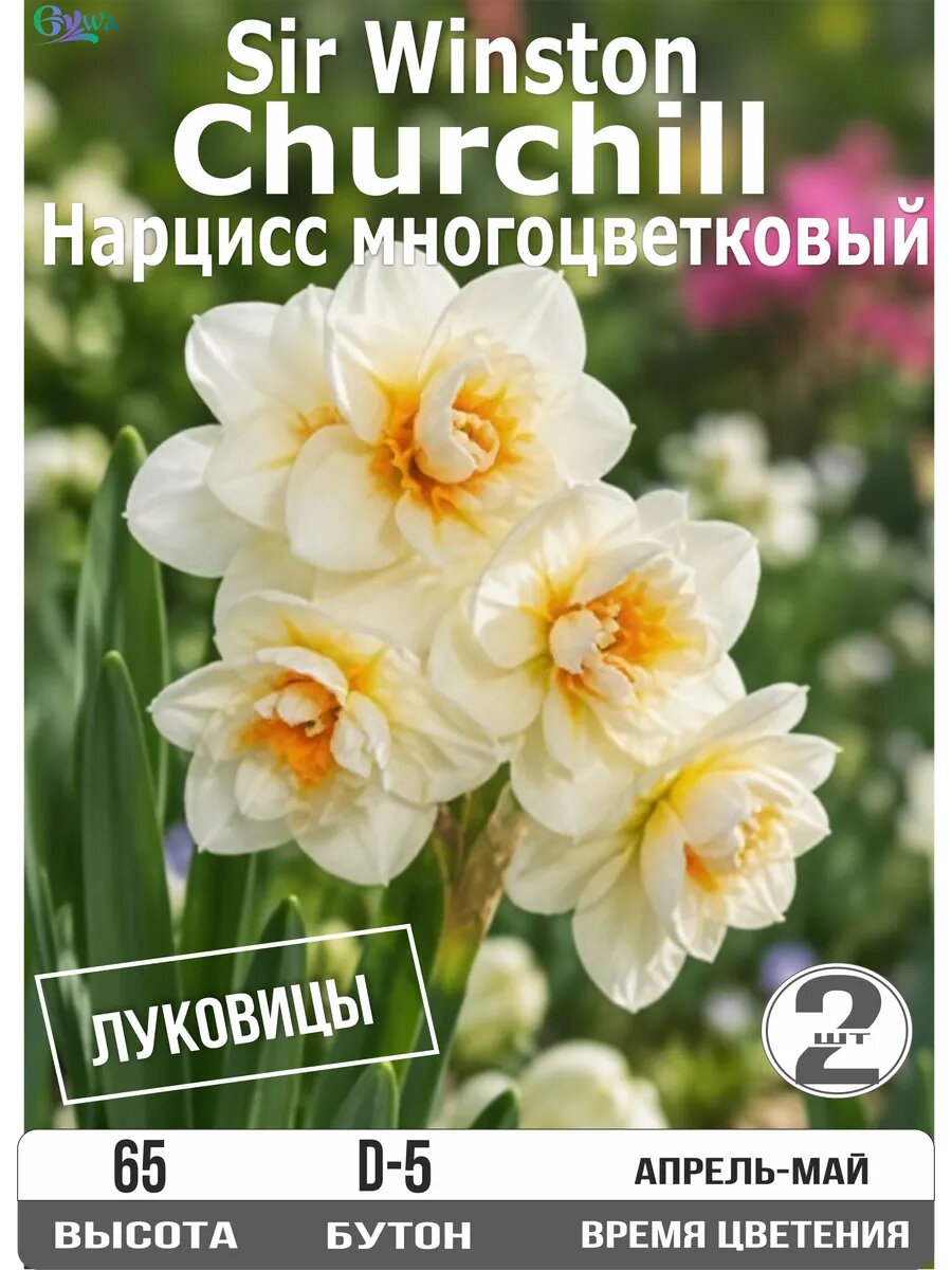 Нарцисс многоцветковый Сэр Уинстон Черчилль луковицы 2 шт